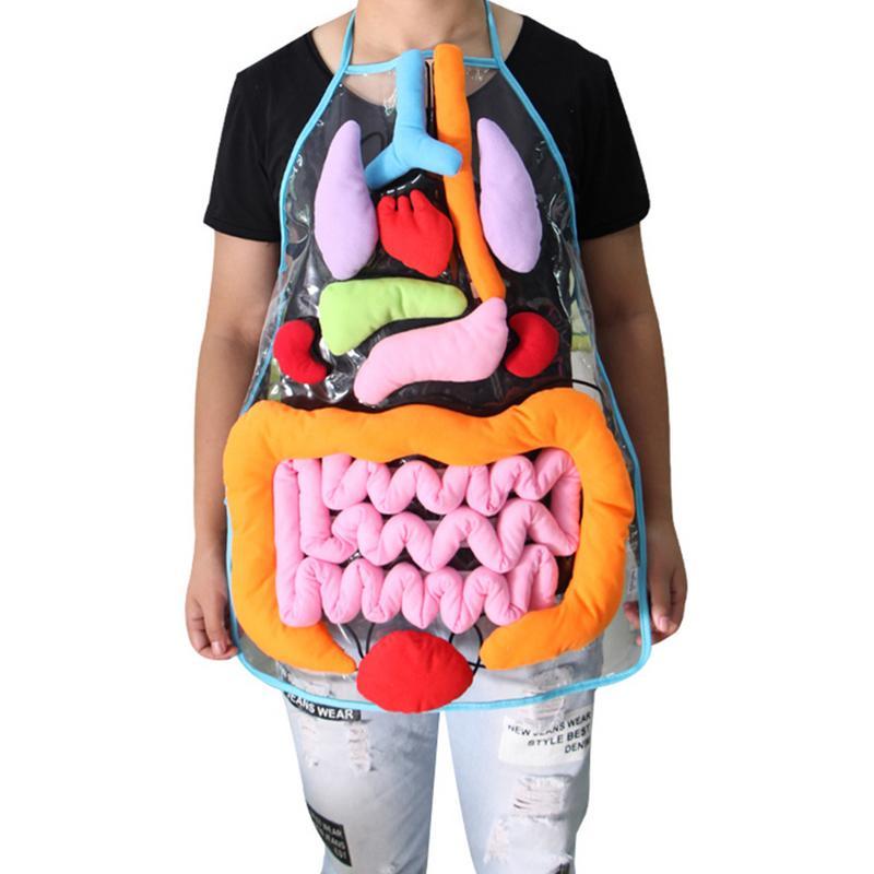 Multipurpose Anatomy Organ Apron – Laxium